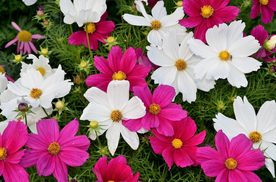 300 Mixed Colors DWARF COSMOS Bipinnatus Red Pink White Fast Growing ...