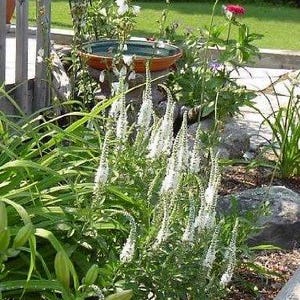 50 Mixed Colors VERONICA SIGHTSEEING MIXTURE (spike Speedwell) Veronica ...