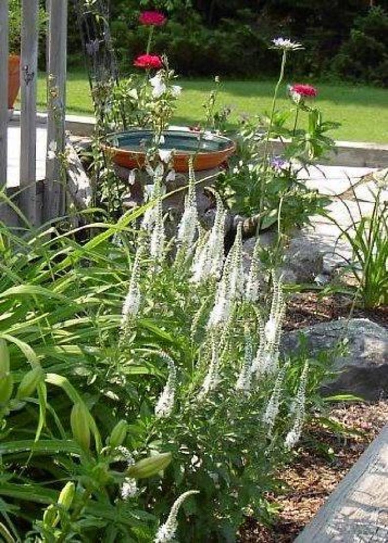 50 Mixed Colors VERONICA SIGHTSEEING MIXTURE (spike Speedwell) Veronica ...