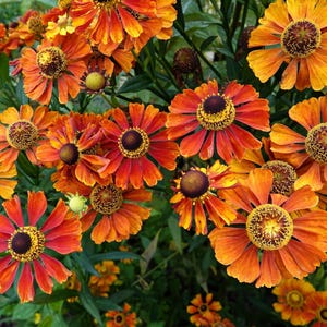100 HELENIUM ' AUTUMN LEAVES ' Mix Helenium Autumnale Sneezeweed Mixed ...