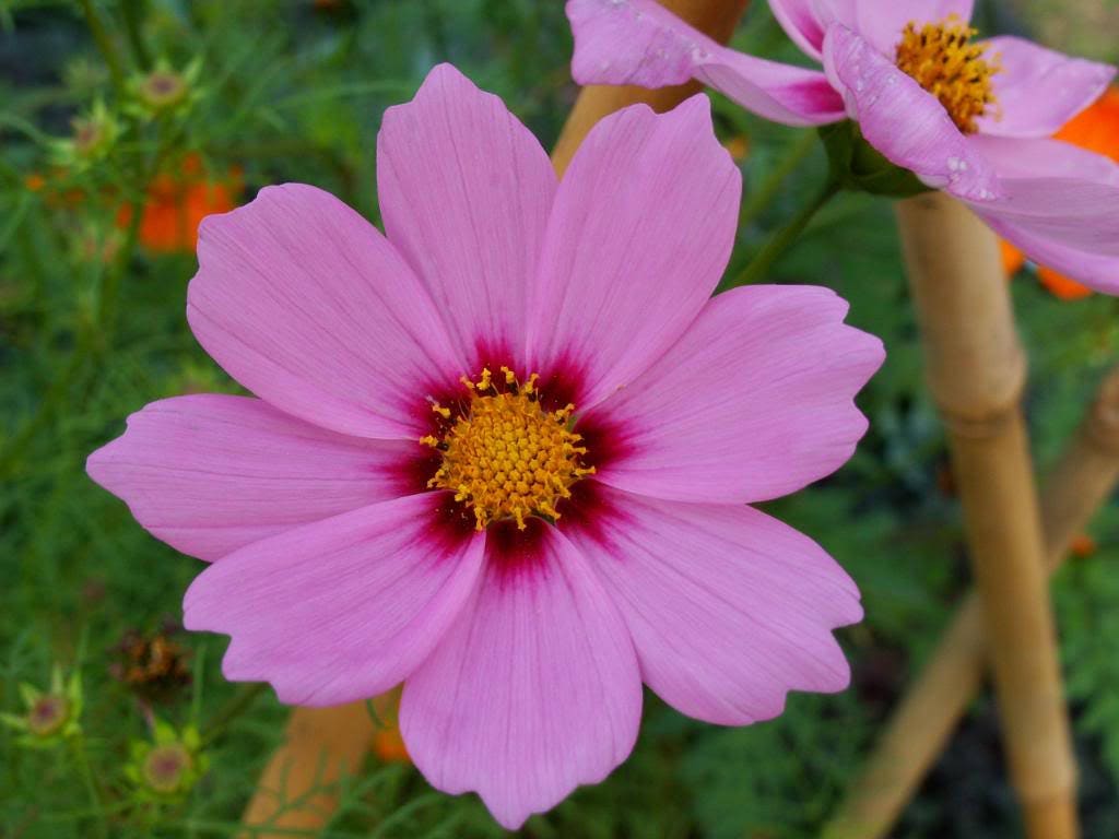 300 GLORIA COSMOS Bipinnatus 2-Tone Pink Fast Growing Flower | Etsy