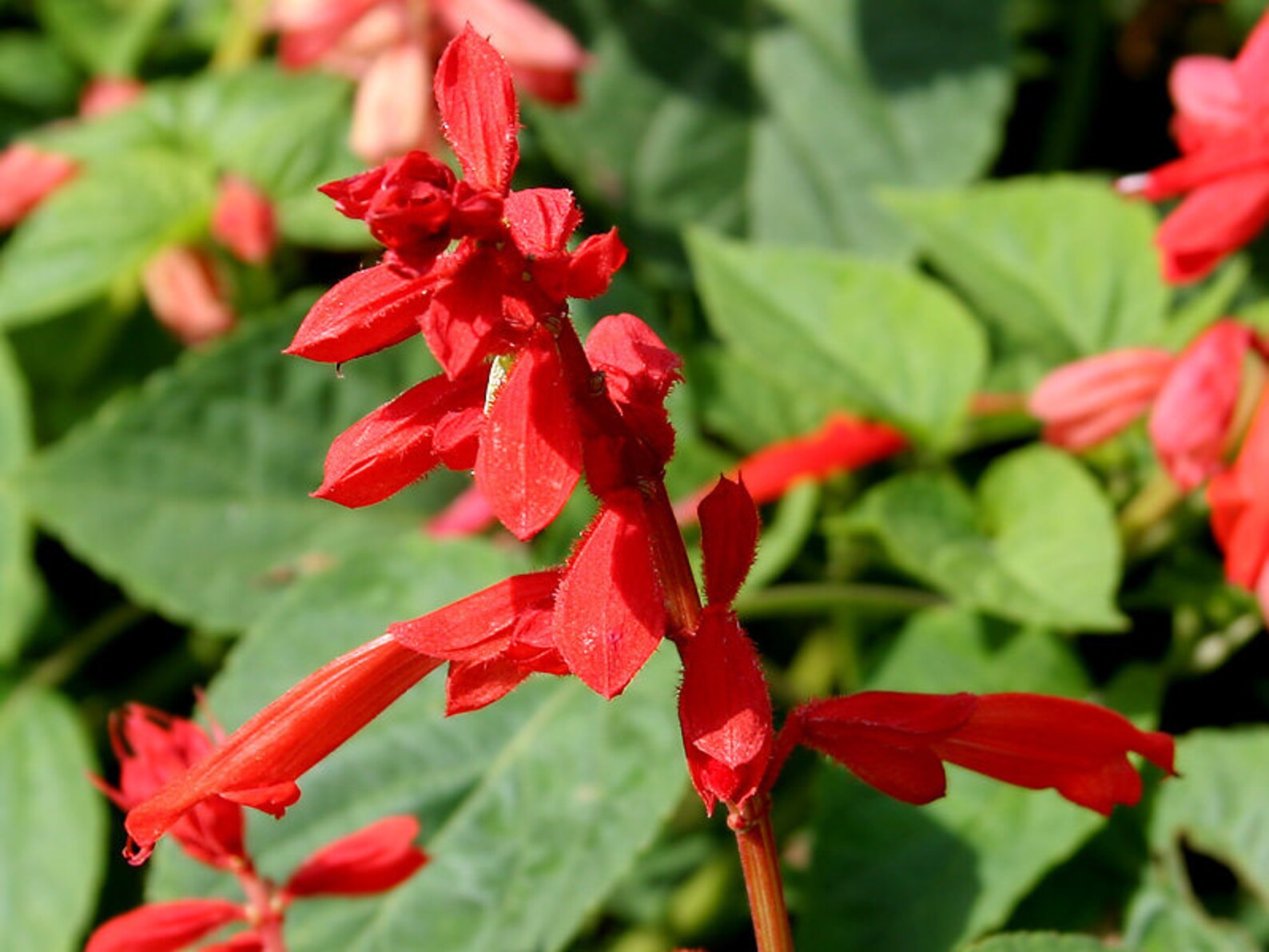400 SCARLET SAGE lady-in-red Salvia / Blood Sage / Red Texas - Etsy