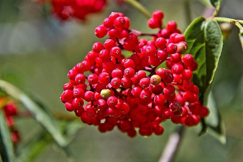 100 RED ELDERBERRY Sambucus Racemosa Scarlet Mountain Elder - Etsy
