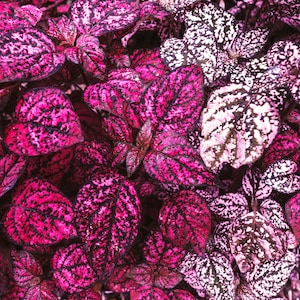 10 Dwarf Rose Pink POLKA DOT PLANT Splash Select Hypoestes ...