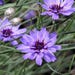 20 Blue CUPIDS DART Aka ' LOVE Plant ' Catananche Caerulea Flower Seeds ...