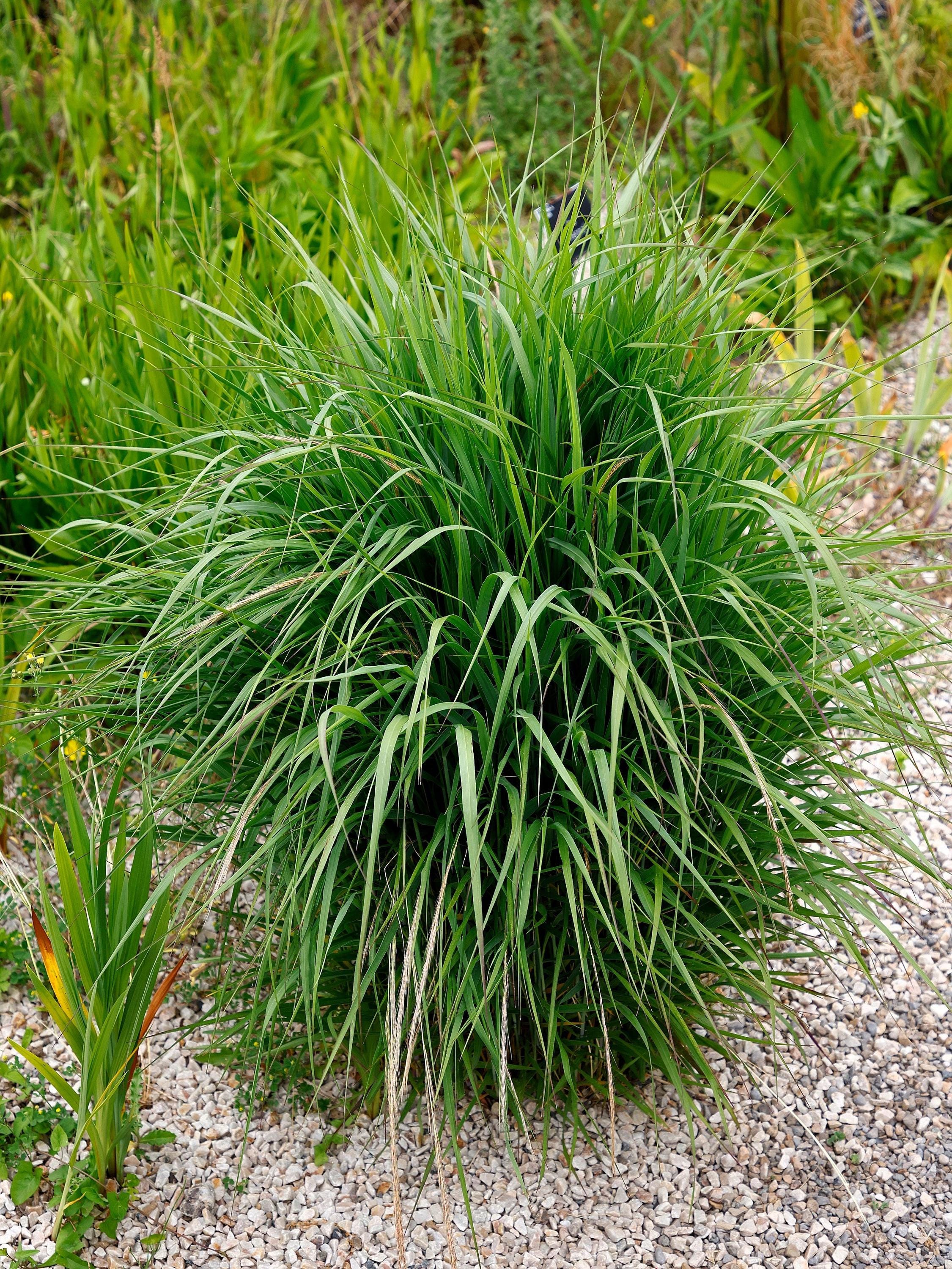 1000 SWITCHGRASS Tall Panic Switch Grass Panicum Virgatum Red Flower ...