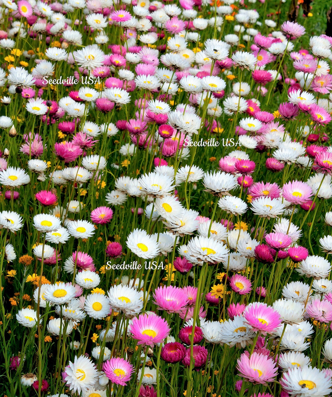 100 MIXED DOUBLE ACROCLINIUM Aka Paper Daisy Helipterum Roseum - Etsy