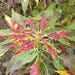 150 TRICOLOR AMARANTHUS PERFECTA Summer Poinsettia Amaranth Flower ...