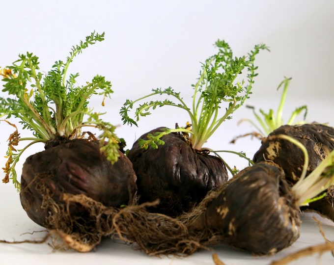 Maca Root Seed: Peruvian Ginseng, Maca-maca, Maino, Ayak Chichira, Ayak ...