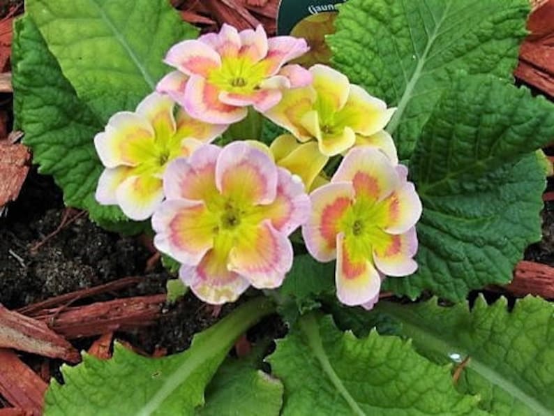 50 MIXED Colors ENGLISH PRIMROSE Primula Vulgaris Flower Seeds | Etsy