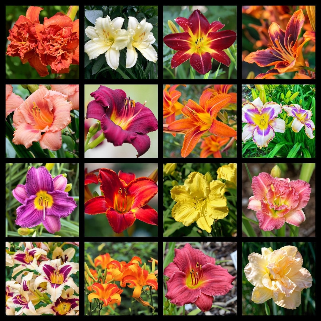 10 MIXED COLORS DAYLILY Hemerocallis Day Lily Fine Mix Red Purple ...