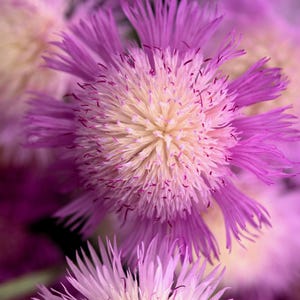 500 MIXED SWEET SULTAN Imperialis Mix Amberboa Moschata Centaurea ...