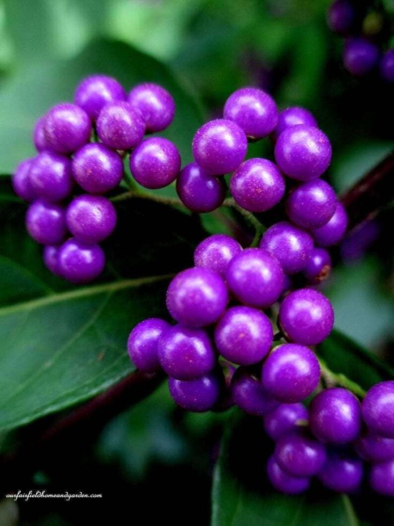 40 American PURPLE BEAUTYBERRY Shrub Flower Callicarpa Americana Seeds ...