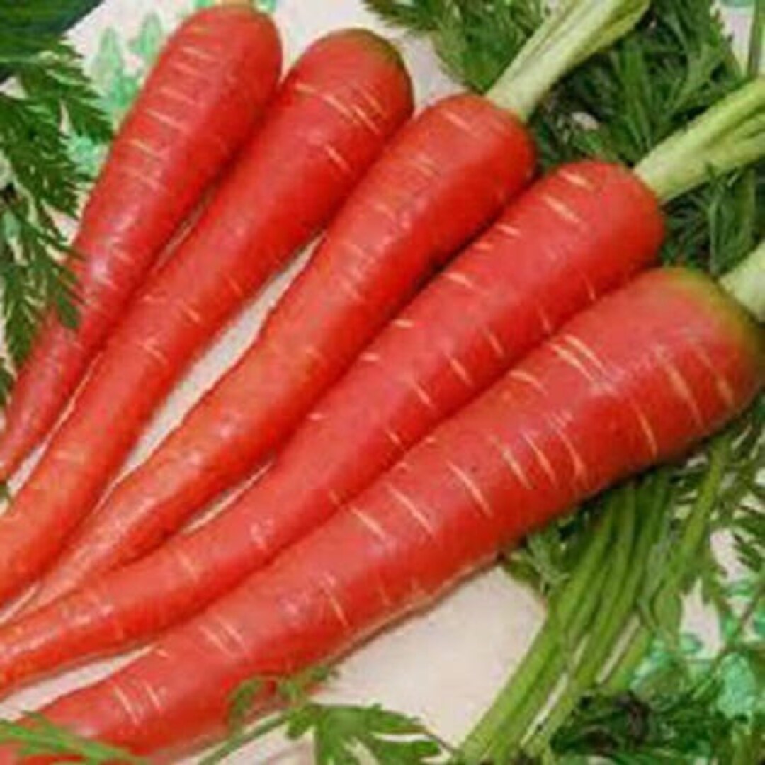 400 ATOMIC RED CARROT Daucus Carota Vegetable Seeds comb S/H - Etsy