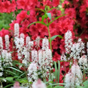 20 FILIGRAN FOAMFLOWER White Pink Tiarella Polyphylla Laceflower Shade ...