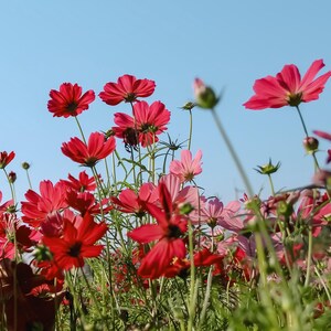 300 RED COSMOS DAZZLER Cosmos Bipinnatus Flower Seeds - Etsy