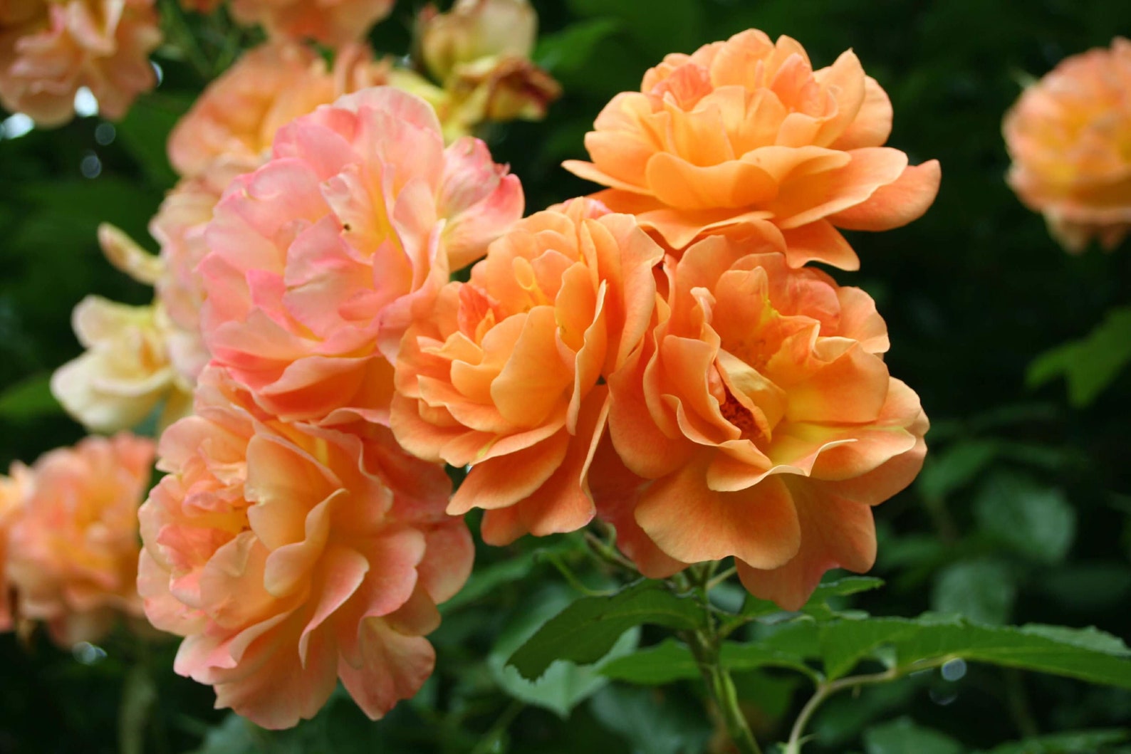 5 ORANGE CLIMBING ROSE Rosa Bush Vine Climber Fragrant Butterfly Flower ...