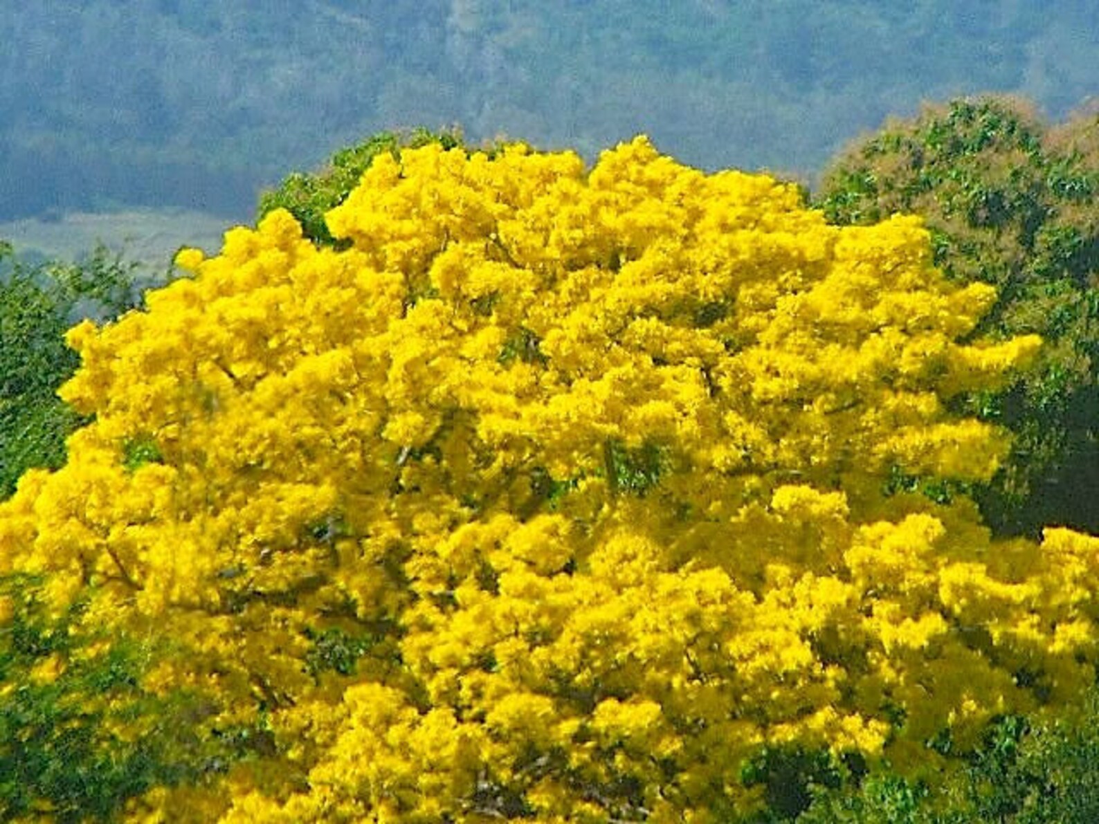 15 GOLDEN SHOWER TREE Gold Rush Yellow Cassia Fistula Flower - Etsy