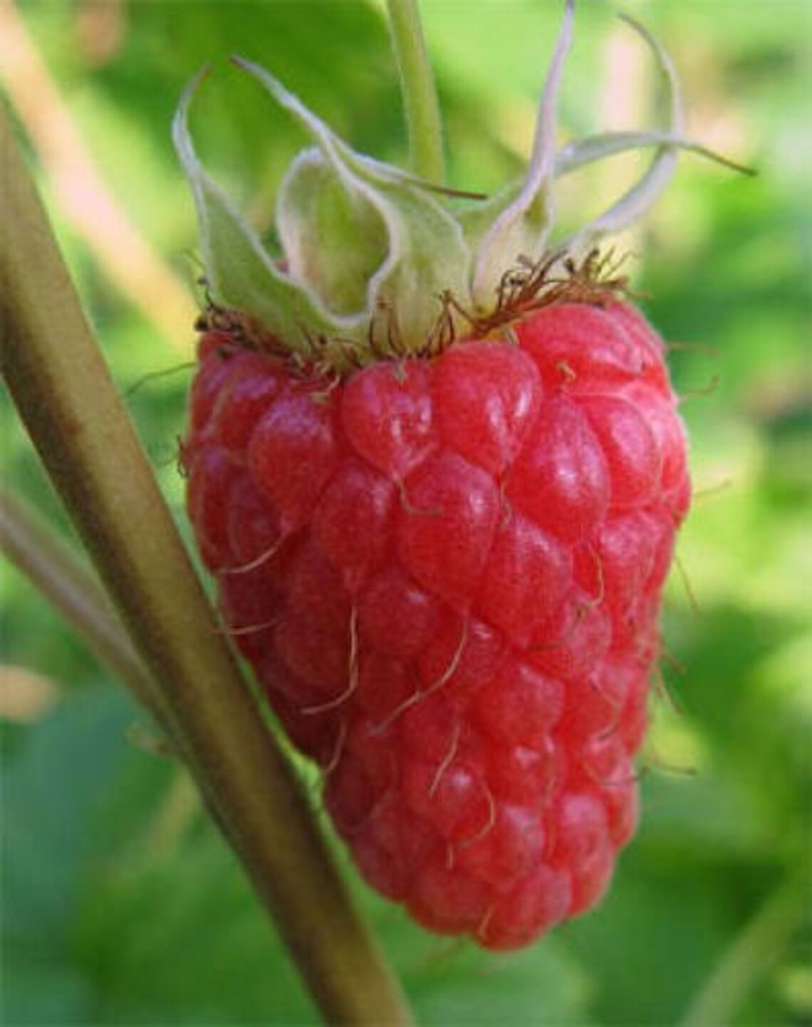 100 RED RASPBERRY Rubus Idaeus Fruit Bush Vine Seeds - Etsy