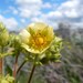 50 PRAIRIE CINQUEFOIL Tall Potentilla Drymocallis Arguta White Pale ...