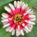 50 CAROUSEL MIX ZINNIA Elegans Carrousel Whirligig Mixed Colors Bicolor ...