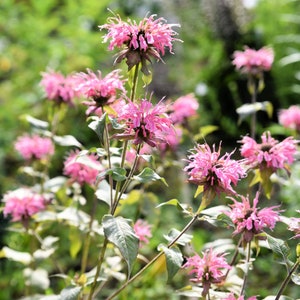 20 Dwarf PINK BEE BALM Monarda Bradburiana Eastern Beebalm Herb Flower ...