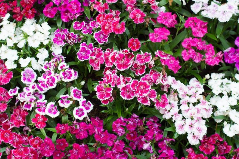 500 MIXED CHINESE PINKS China Rainbow Pink Dianthus Chinensis Bicolor ...