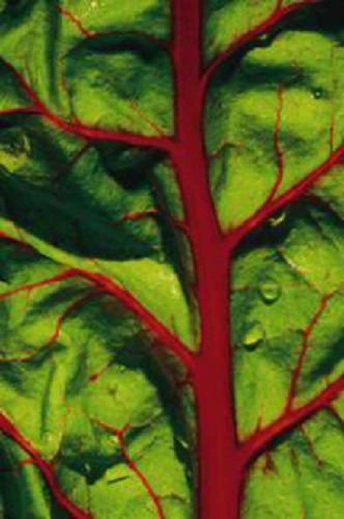 300 Ruby RED SWISS CHARD perpetual Spinach Beta Vulgaris | Etsy