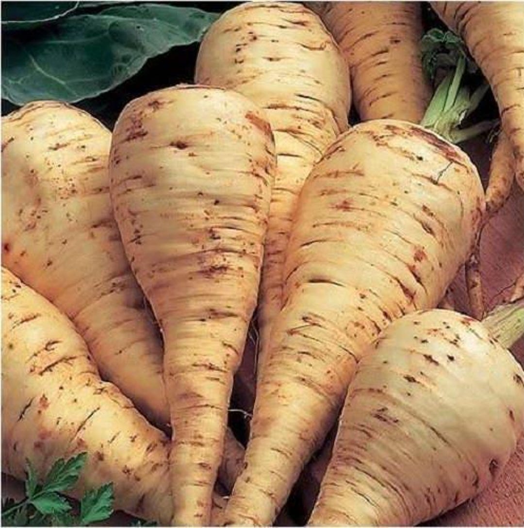 1000 PARSNIP Improved HOLLOW CROWN Pastinaca Sativa White Root ...