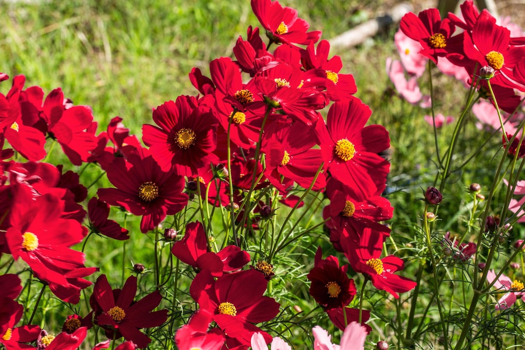 300 RED COSMOS DAZZLER Cosmos Bipinnatus Flower Seeds - Etsy