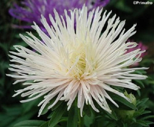 30 WHITE NEEDLE ASTER Callistephus Unicom Flower Seeds flat | Etsy