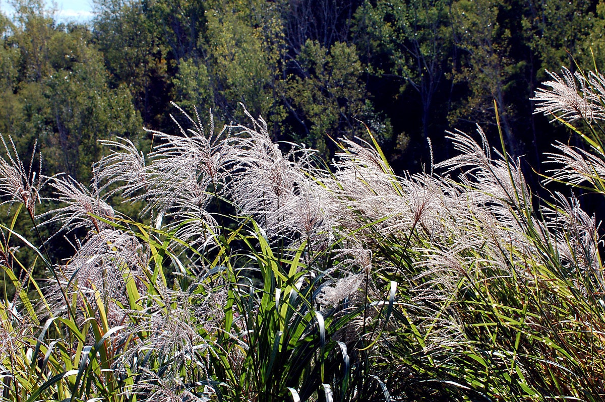 10 ZEBRA GRASS Variegated Maiden Grass Miscanthus Sinensis | Etsy