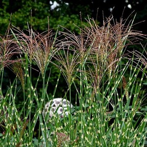 10 ZEBRA GRASS Variegated Maiden Grass Miscanthus Sinensis Zebrinus Aka ...
