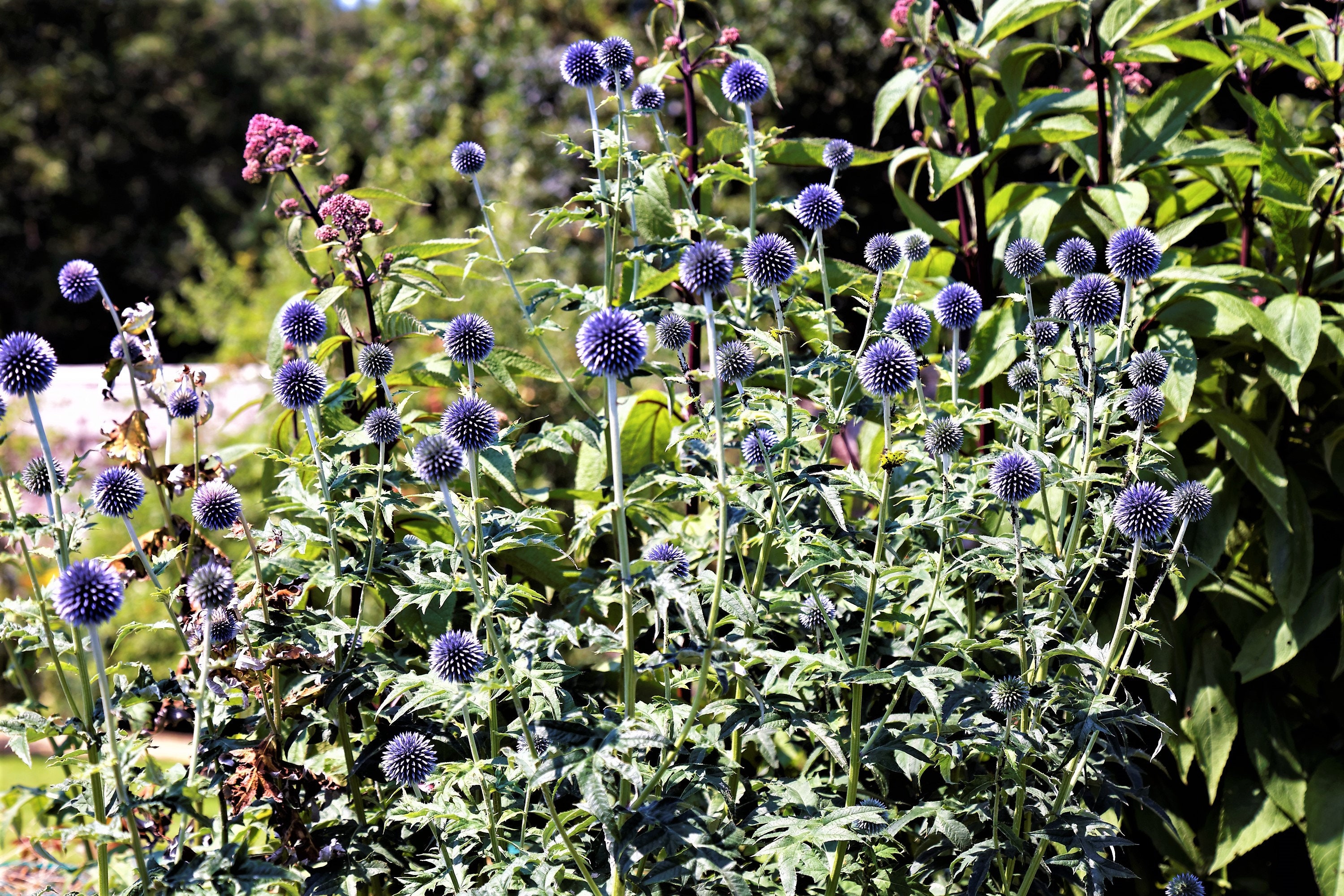 25 Blue GLOBE THISTLE Echinops Ritro Southern Globethistle - Etsy Australia