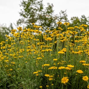 250 GOLDEN MARGUERITE DAISY Dyer's Yellow Chamomile Anthemis Tinctoria ...