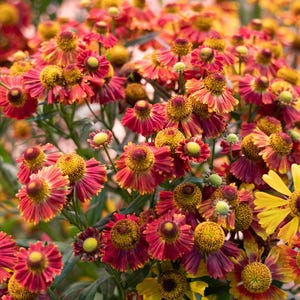 100 HELENIUM ' AUTUMN LEAVES ' Mix Helenium Autumnale Sneezeweed Mixed ...