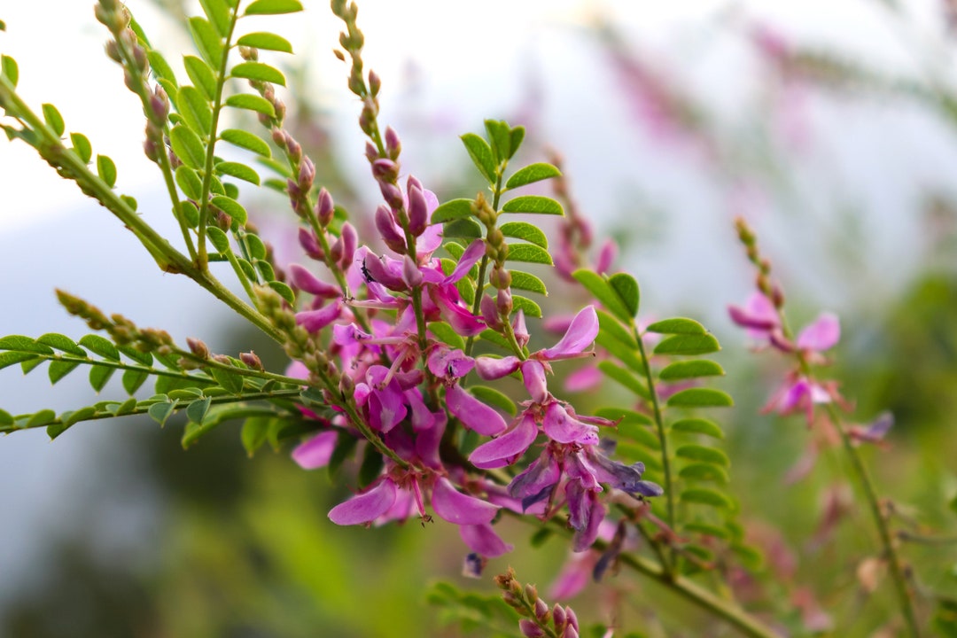 50 TRUE INDIGO Dye Indigo Indigofera Tinctoria Pink Purple Sub Shrub ...