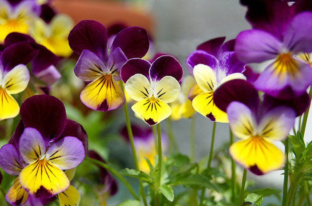 250 JOHNNY JUMP UP Helen Mount Violet Viola Tricolor Flower Seeds - Etsy