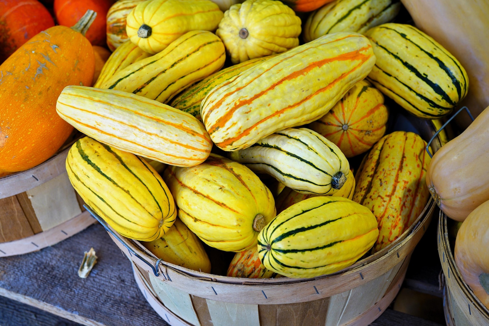 50 DELICATA SQUASH Striped Sweet Potato Cucurbita Pepo Vegetable Seeds ...