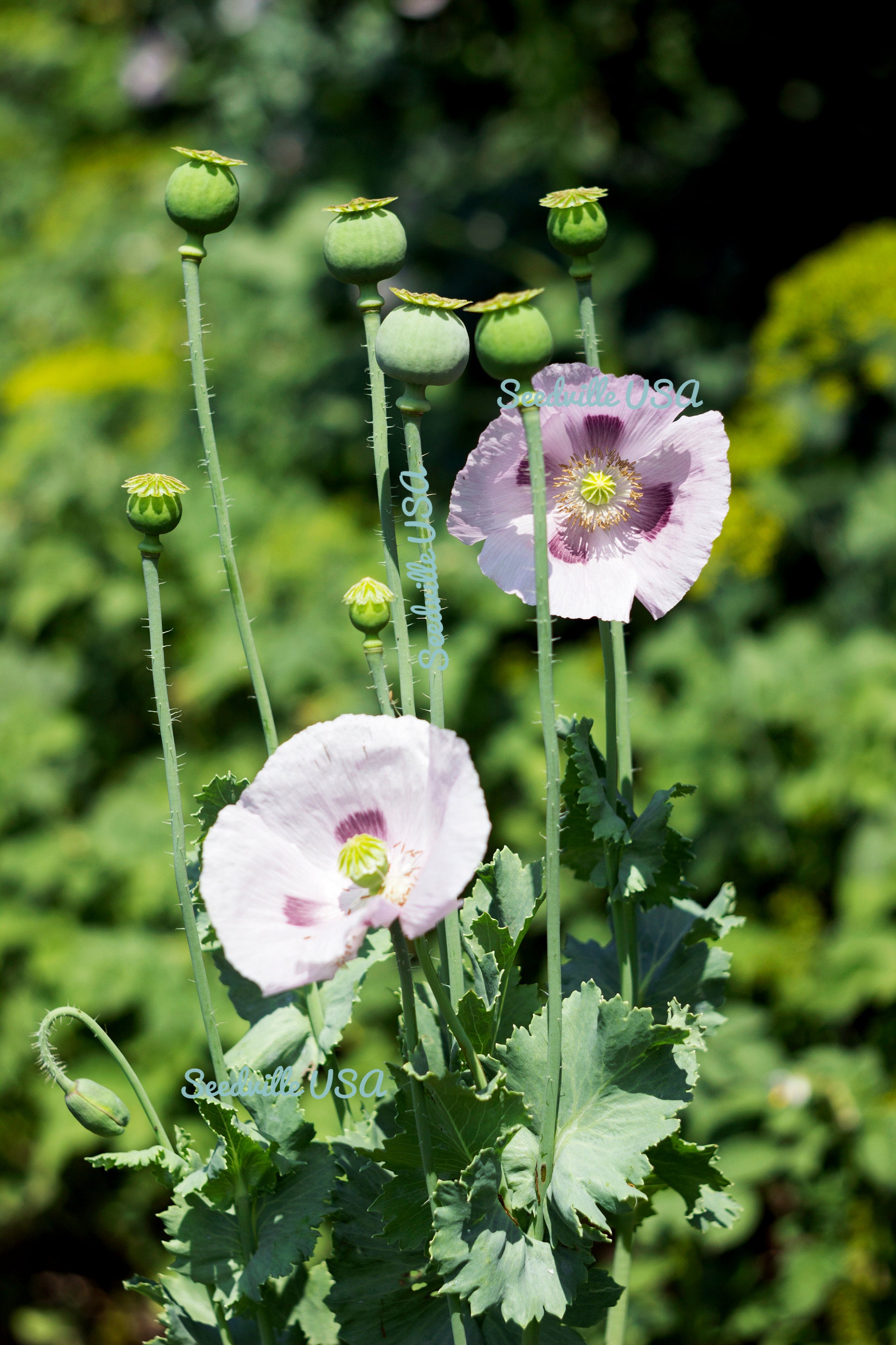 500 IZMIR POPPY Turkish Papaver Somniferum Setigerum White & Purple ...