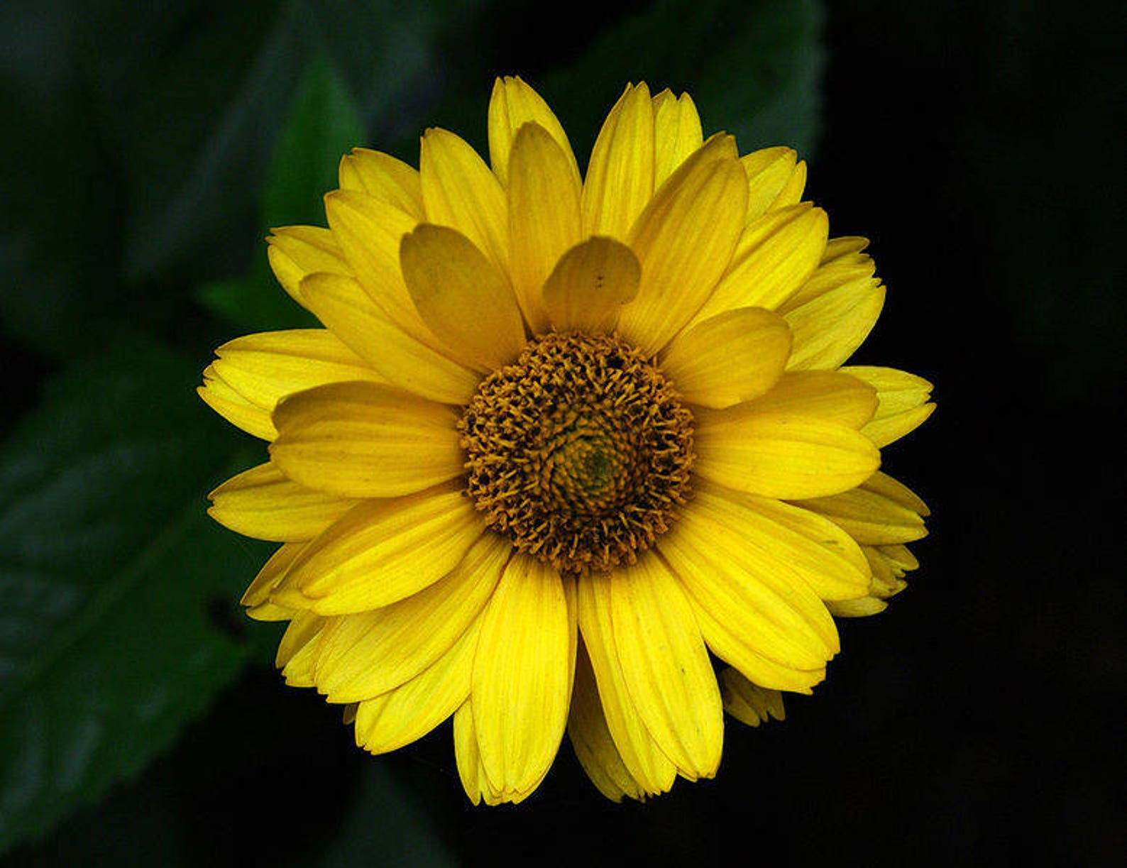 50 SUMMER SUN SUNDROPS Yellow Heliopsis Scabra False Sunflower Flower ...