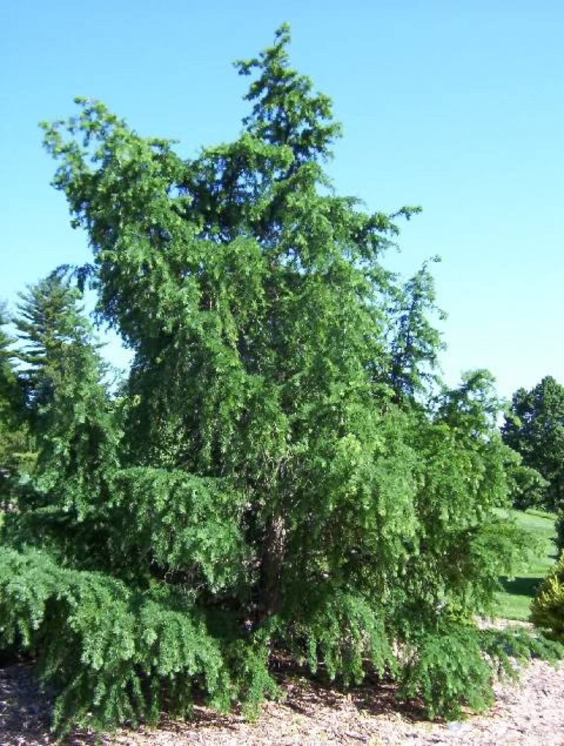 25 JAPANESE LARCH TREE Conifer Pine Cones Bonsai Larix - Etsy