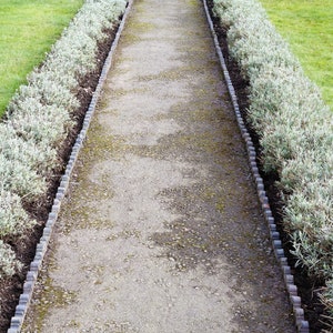 20 DWARF MUNSTEAD LAVENDER Blue English Lavandula Angustifolia Munstead ...