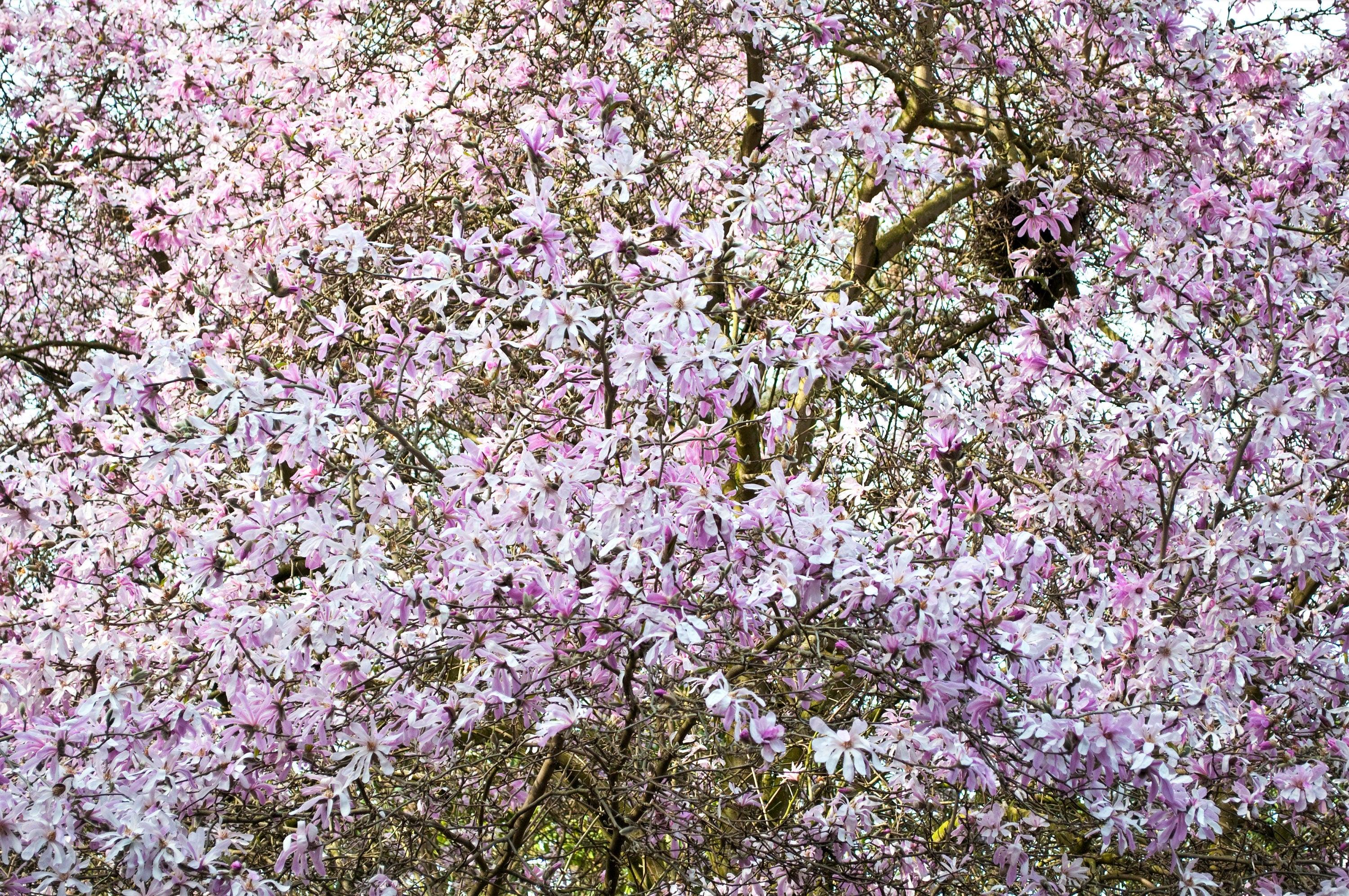 5 LOEBNER MAGNOLIA Loebneri TREE Shrub Seeds - Cross of M Stellata ...