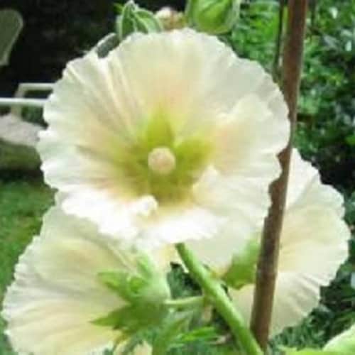30 White Double Hollyhock / Alcea Rosea / Perennial / Flower - Etsy