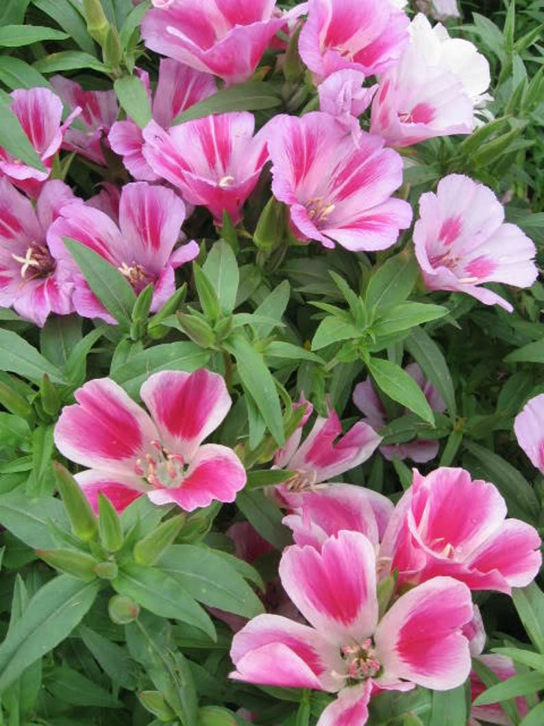 500 MIXED COLORS GODETIA Clarkia Amoena Flower Seeds | Etsy