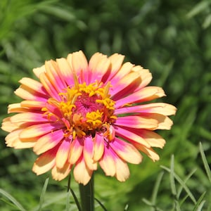 50 CAROUSEL MIX ZINNIA Elegans Carrousel Whirligig Mixed Colors Bicolor ...