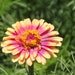 50 CAROUSEL MIX ZINNIA Elegans Carrousel Whirligig Mixed Colors Bicolor ...