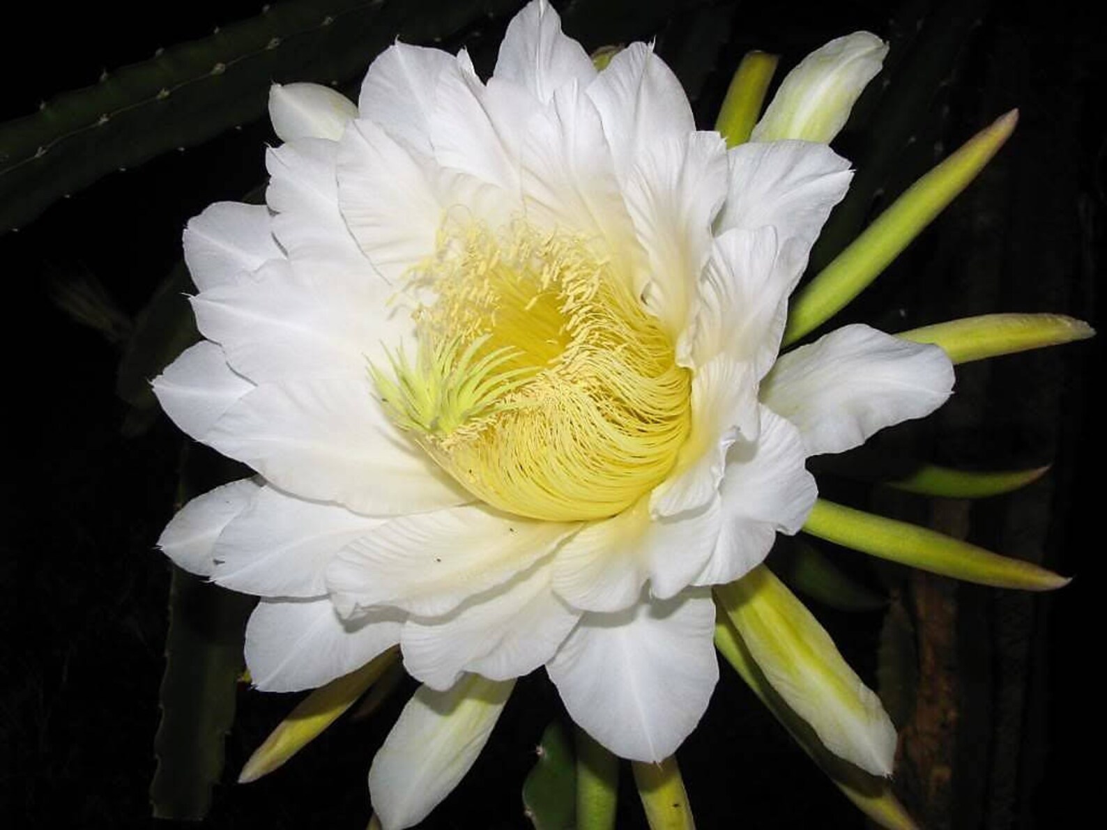 20 PURPLE DRAGON FRUIT pitaya / Pitahaya / Strawberry Pear Hylocereus ...