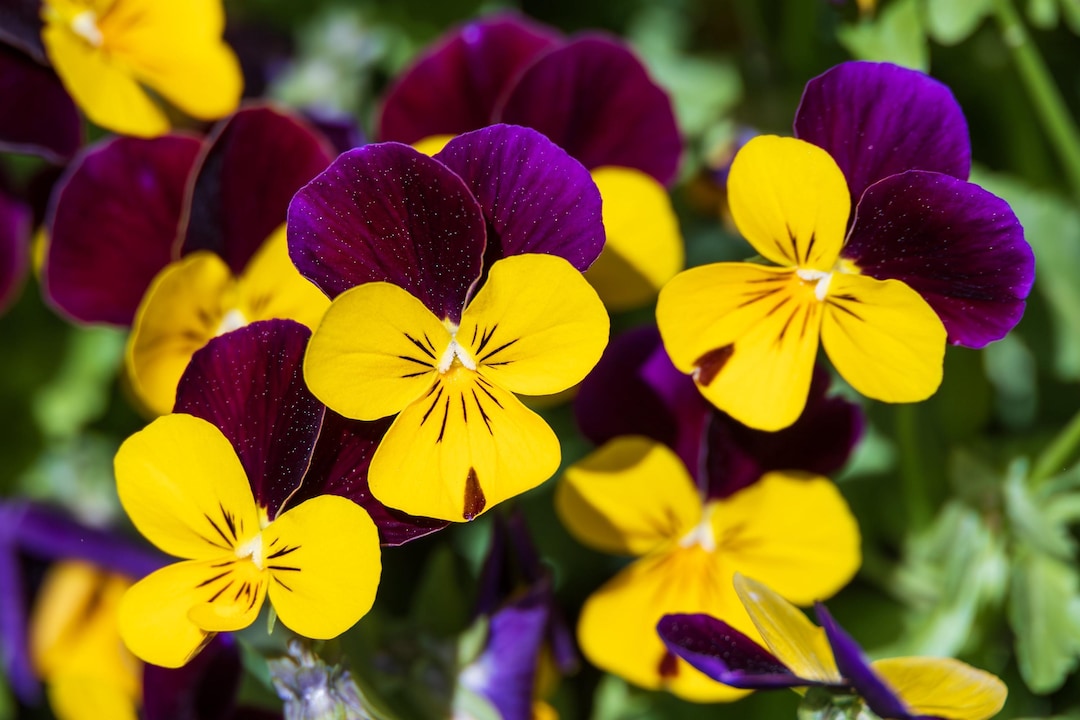 50 Dark JOHNNY JUMP UP Violet Viola Tricolor Flower Seeds - Etsy